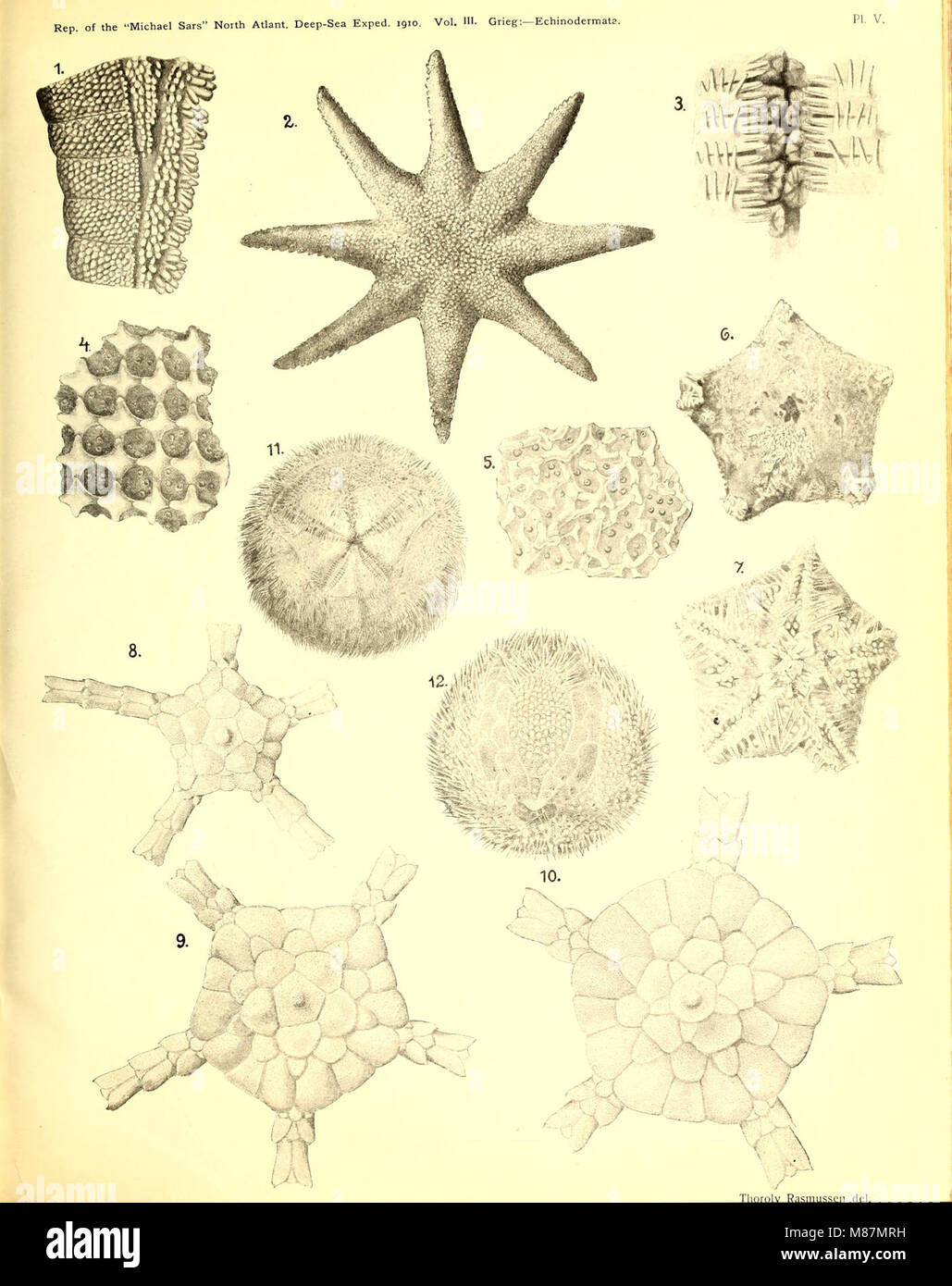 The 1921 publication 'Echinodermata' offers an in-depth study of the ...