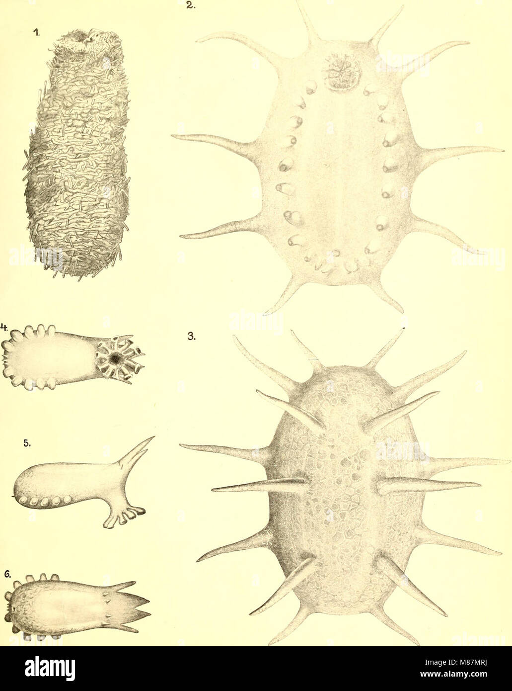 'Echinodermata' (1921) is a scientific study on echinoderms, detailing ...
