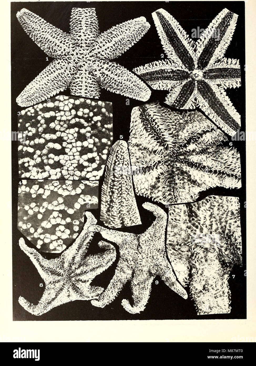 'Echinodermata Asteroidea' (1920) focuses on the classification and ...