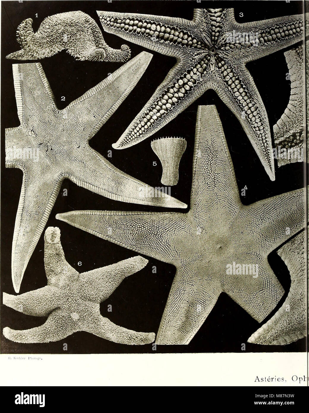 Echinodermes (astéries, ophiures et échinides) (1912) (20950651300 ...