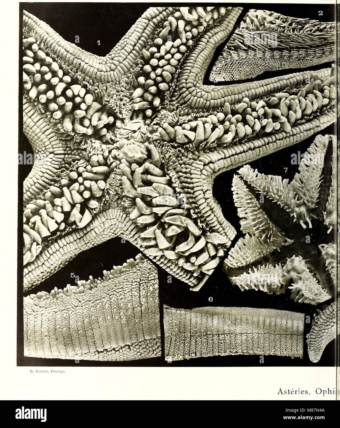 Echinodermes (astéries, ophiures et échinides) (1912) (20951999639 ...
