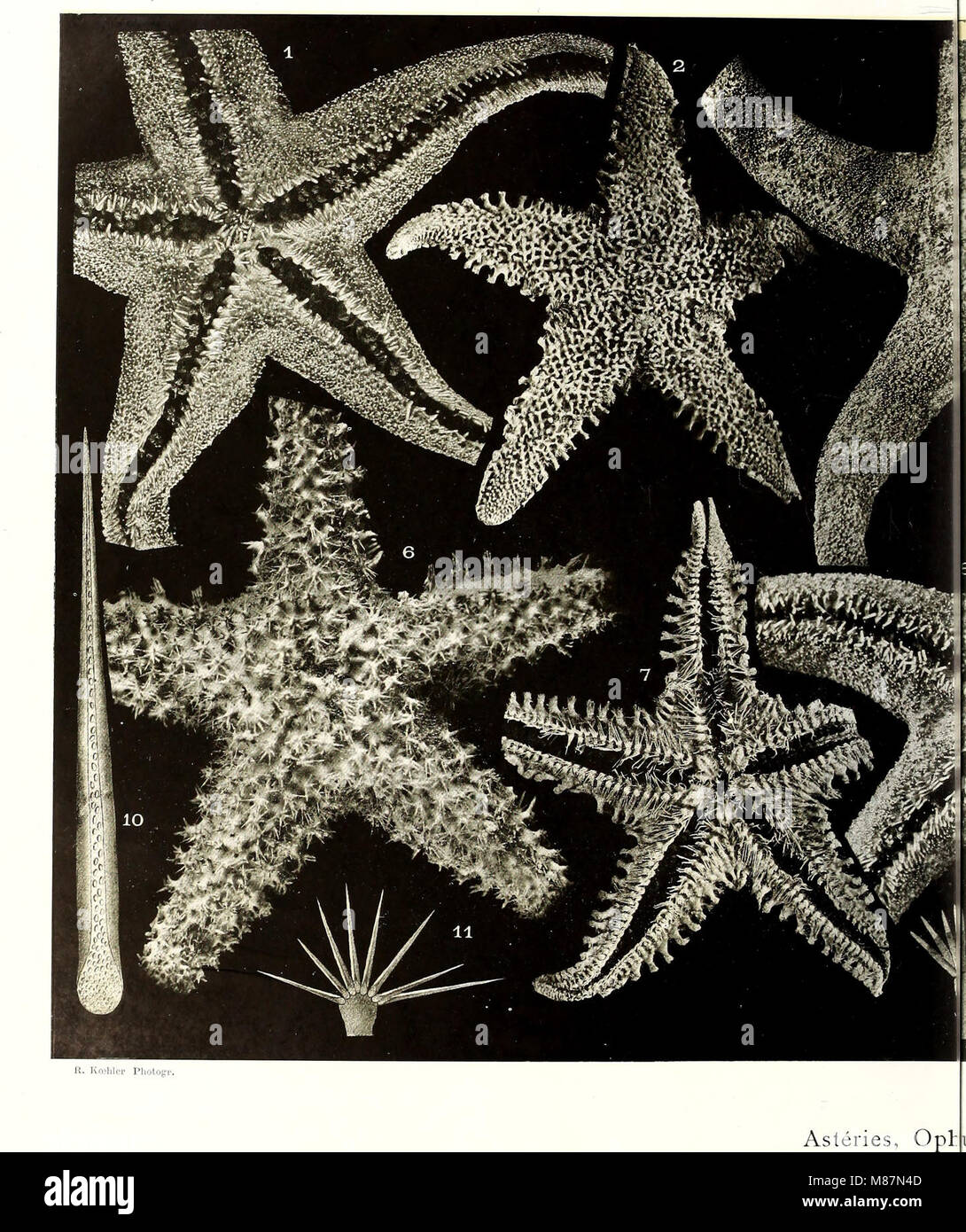 Echinodermes (astéries, ophiures et échinides) (1912) (21112539246 ...