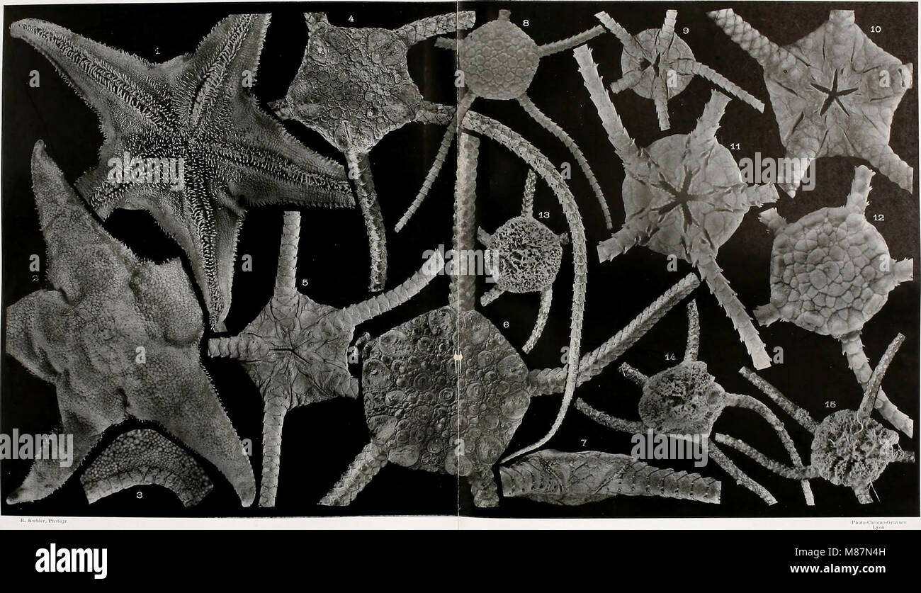 Echinodermes (astéries, ophiures et échinides) (1912) (21112572376 ...