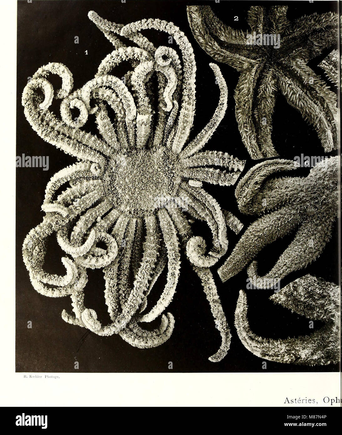 'Echinodermes' (1912) focuses on echinoderms, including starfish ...