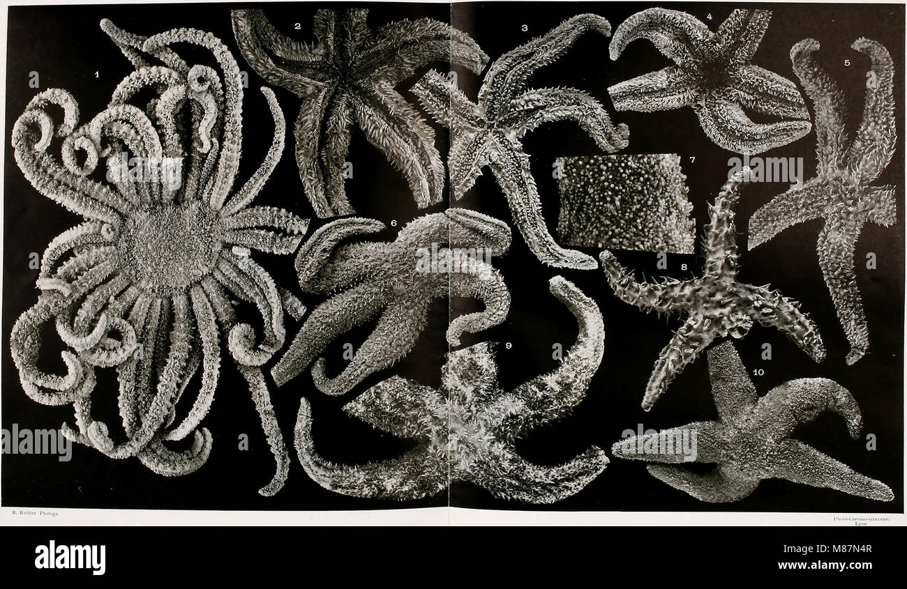 This 1912 study on Echinoderms (starfish, brittle stars, and sea ...