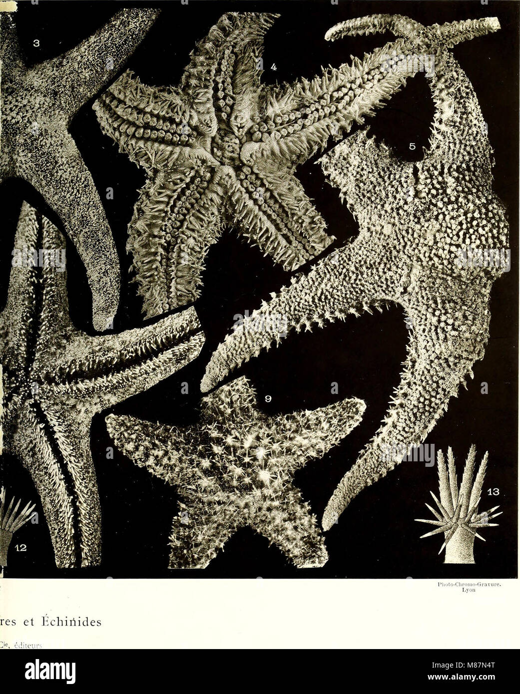 Brittle star anatomy hi-res stock photography and images - Alamy