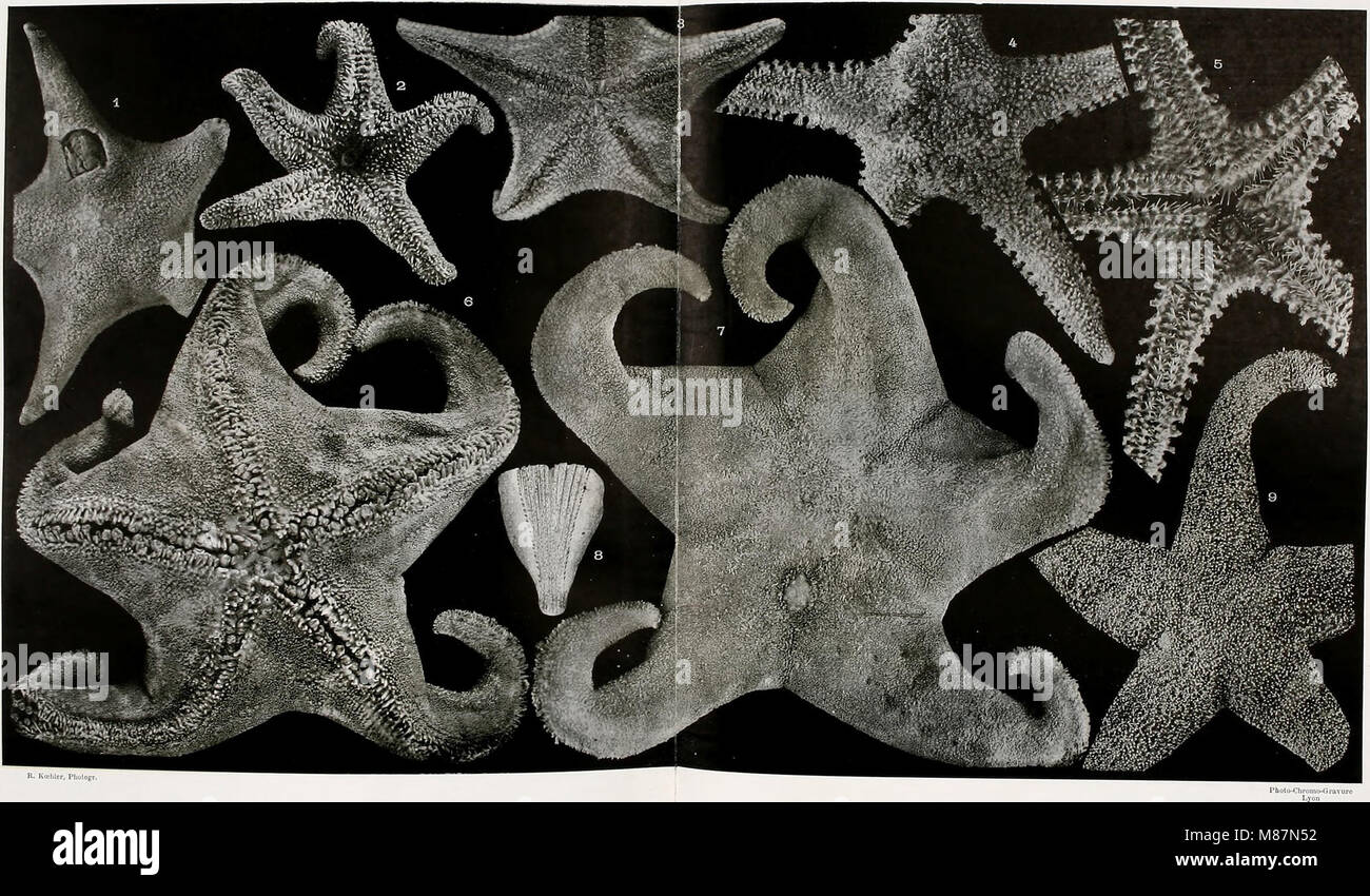 Echinodermes (astéries, ophiures et échinides) (1912) (21138759645 ...