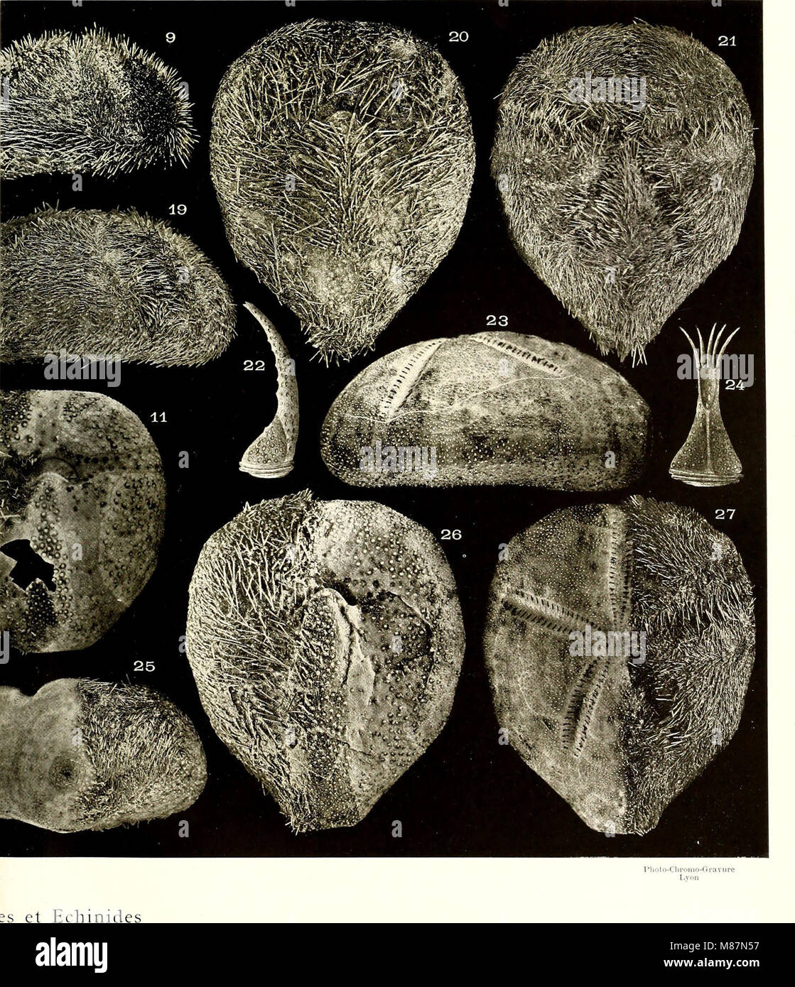 Echinodermes (astéries, ophiures et échinides) (1912) (21138835655 ...