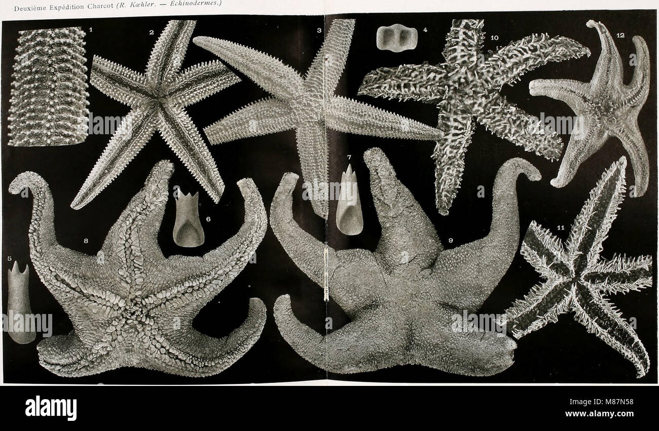 *Echinodermes* (1912) is a scientific work on echinoderms, covering ...