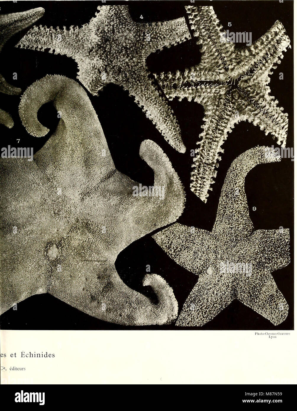 Roles within marine ecosystems hi-res stock photography and images - Alamy