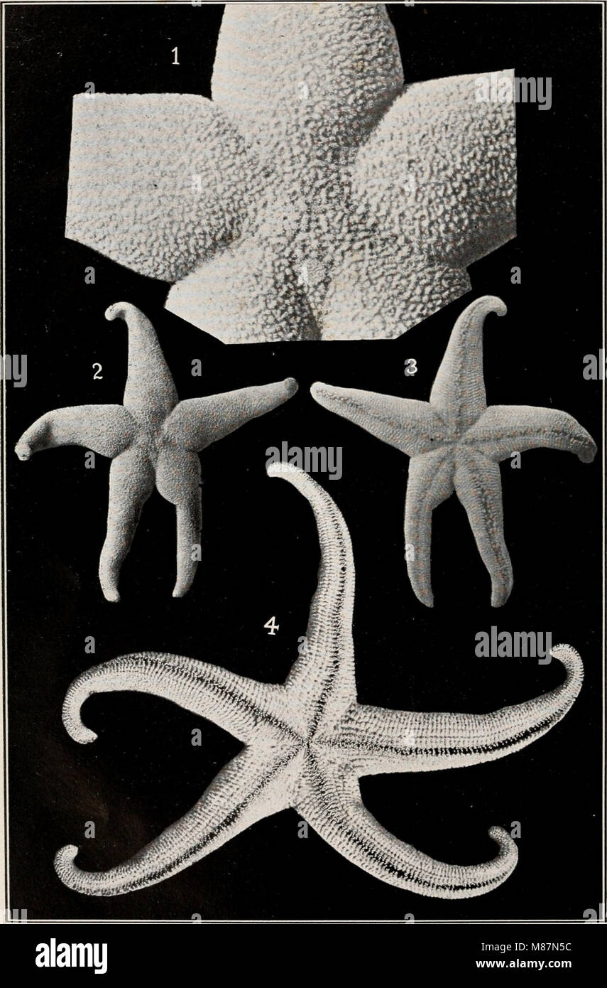 This 1912 work focuses on the echinoderm species found in Connecticut ...