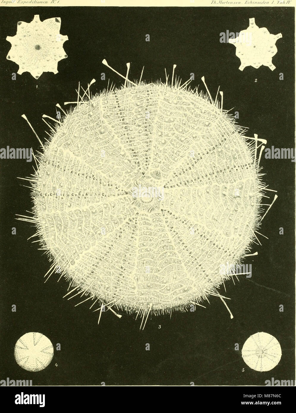 Echinoids hi-res stock photography and images - Alamy