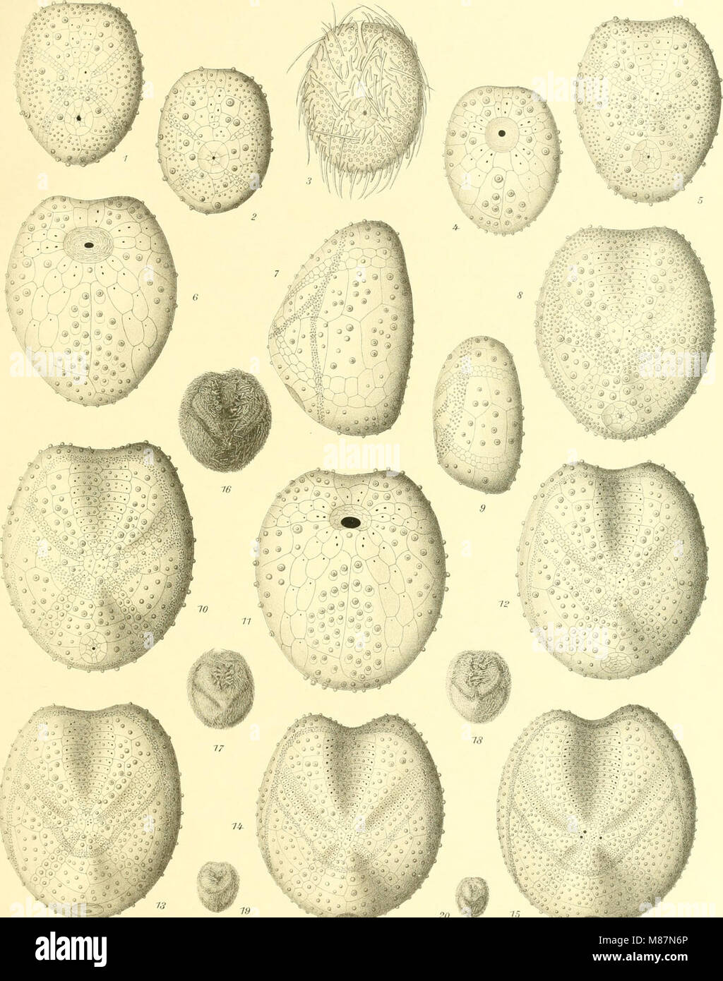 Echinoidea (1903) is a scientific text on echinoderms, particularly sea ...