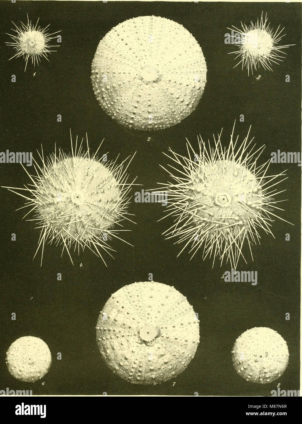 Various species of sea urchins hi-res stock photography and images - Alamy