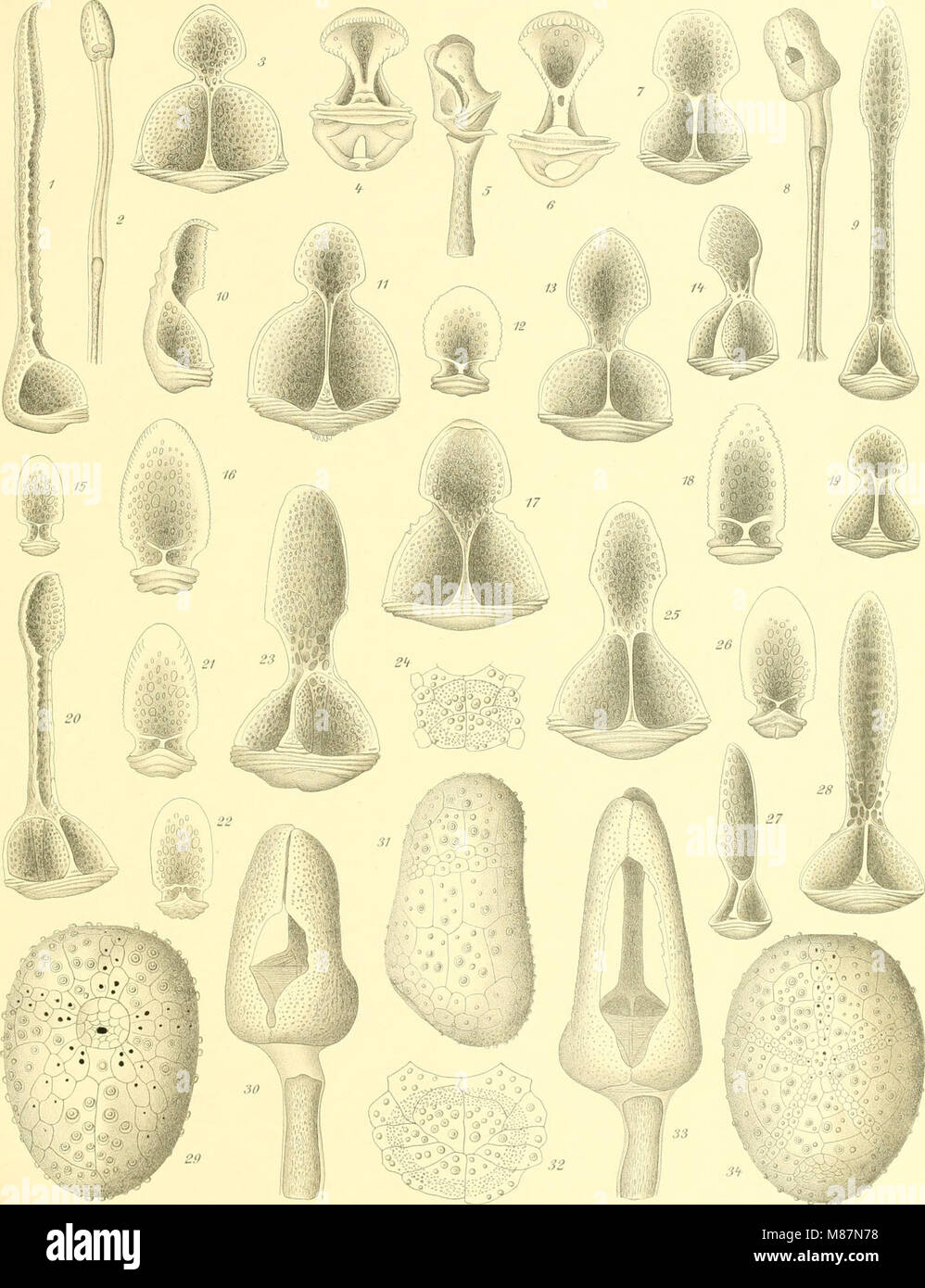 Echinoids hi-res stock photography and images - Alamy