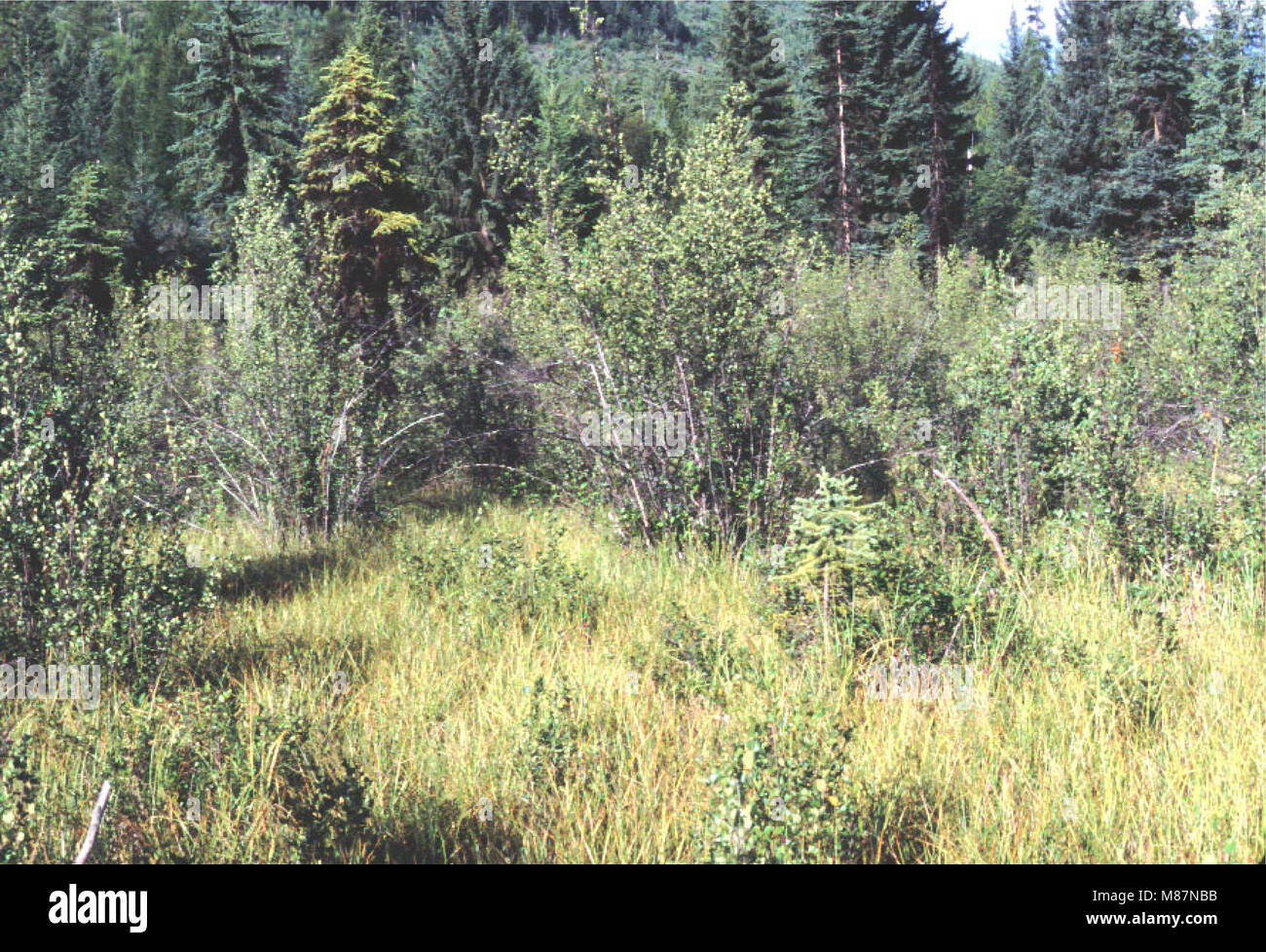 Ecological inventory of wetland sites in the Thompson-Fisher ...