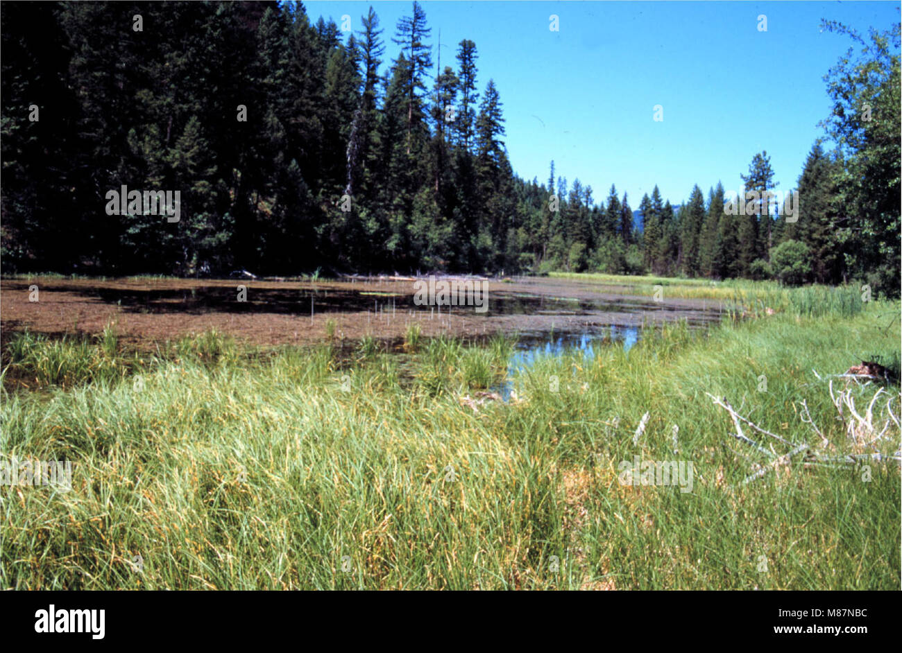 Ecological inventory of wetland sites in the Thompson Chain of Lakes ...