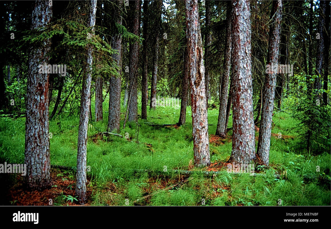 This 2000 ecological inventory reports on the wetland sites around the ...
