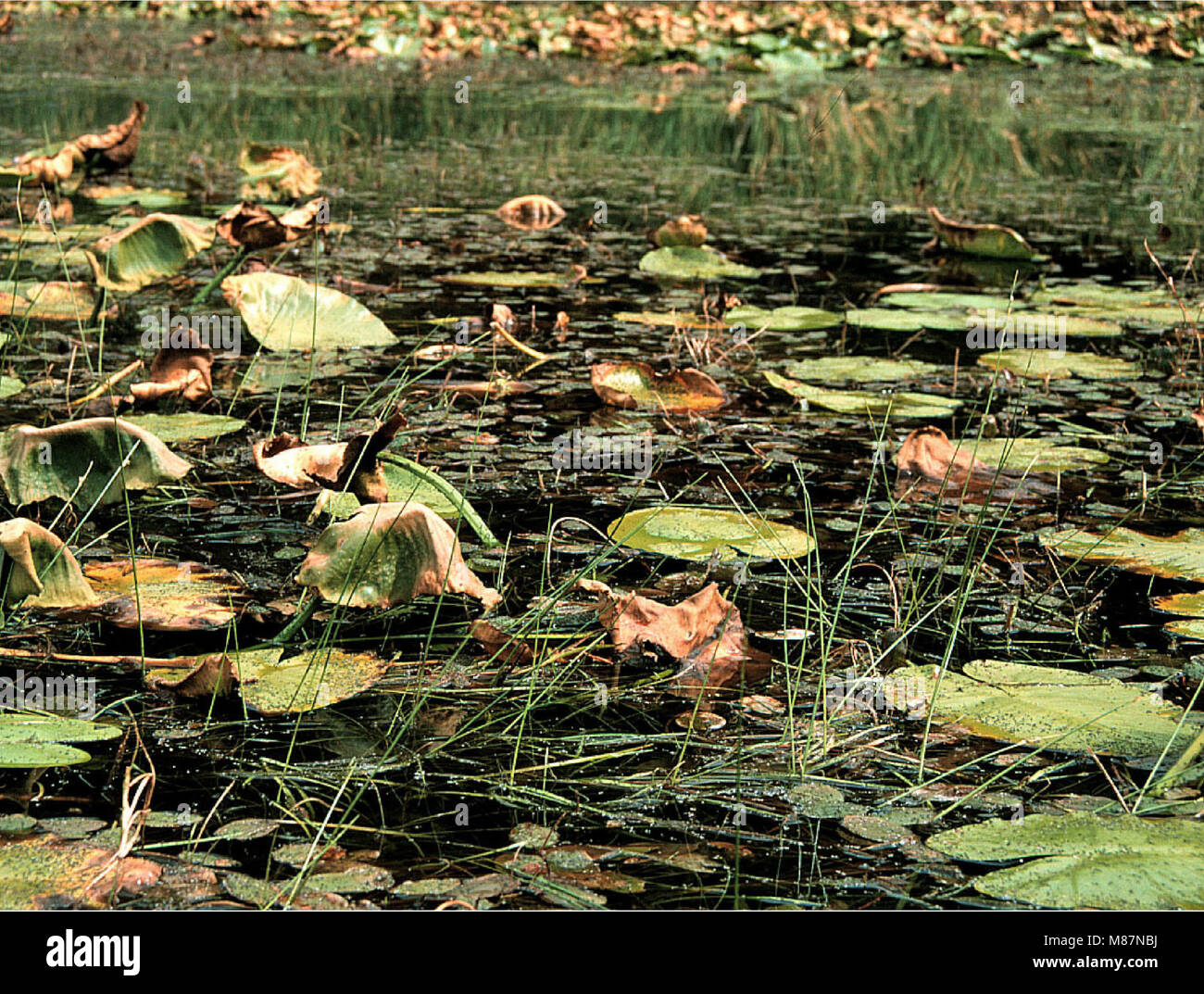 Ecological inventory of wetland sites in the Thompson Chain of Lakes ...
