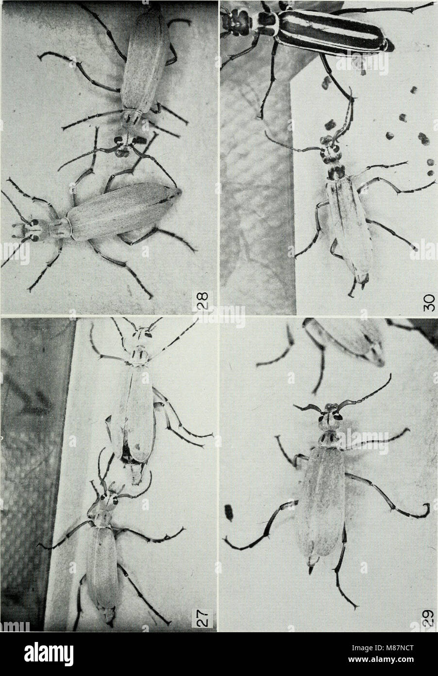 Ecology, behavior, and adult anatomy of the Albida Group of the genus ...