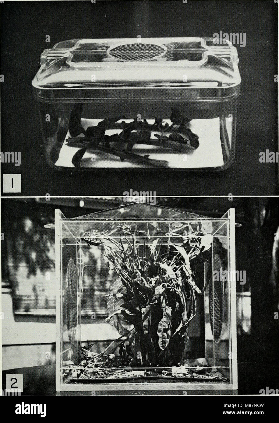 Ecology, behavior, and adult anatomy of the Albida Group of the genus ...