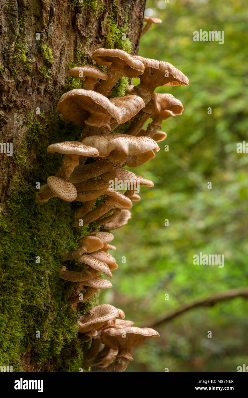 Honey fungus tree hi-res stock photography and images - Alamy