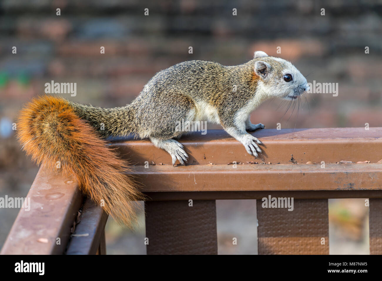 Large grey squirrel hi-res stock photography and images - Alamy