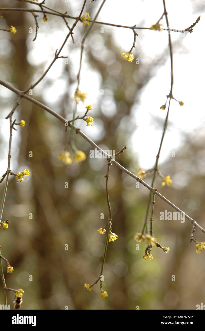 The dogwood tree with it's tiny, starlike, yellow flowers. Blossoming ...