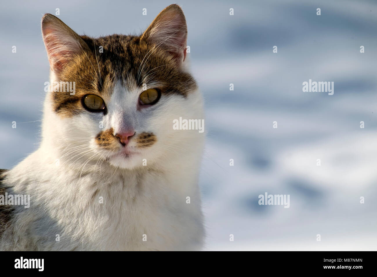 Beautiful spotted cat on hi-res stock photography and images - Alamy