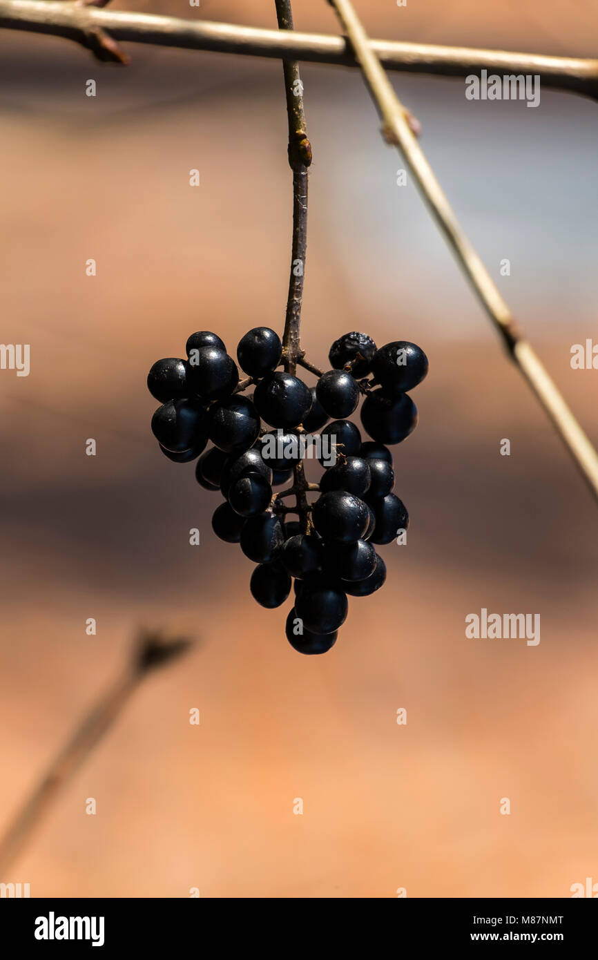Black berries wilde liguster on a blurred background (Ligustrum vulgare ...