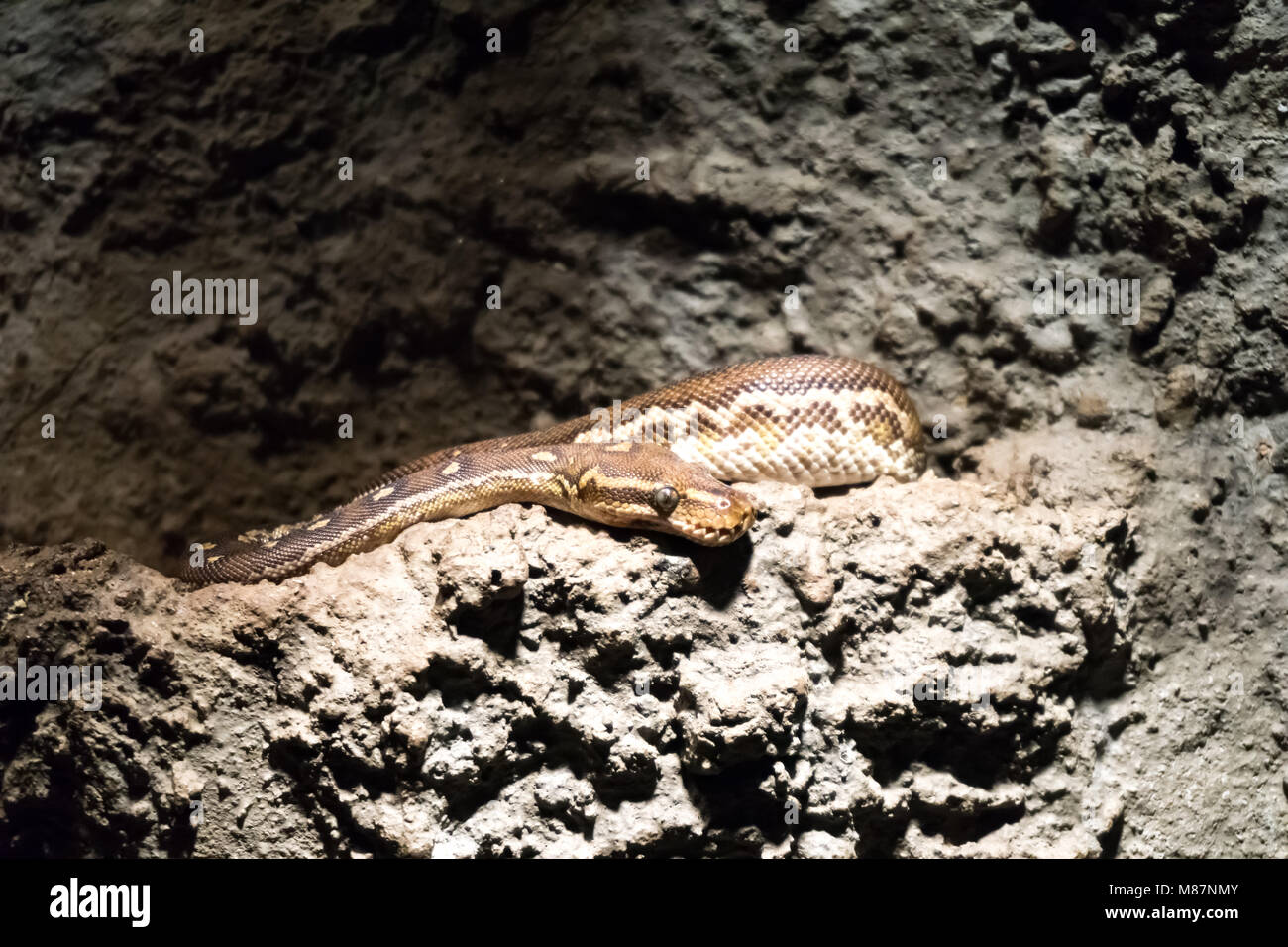 Serpentes hi-res stock photography and images - Alamy