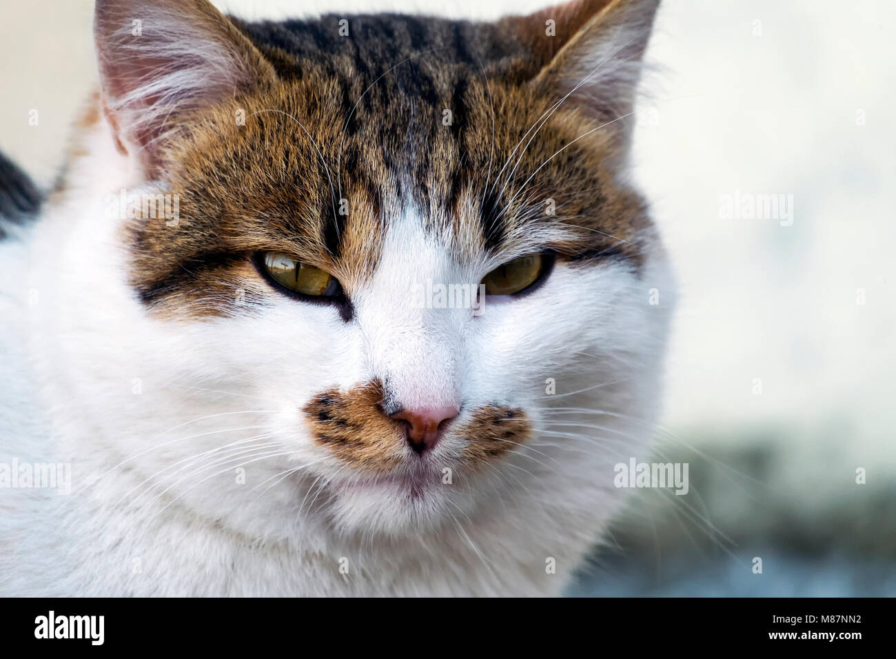 Common spotted cat look intently into the eyes Stock Photo - Alamy
