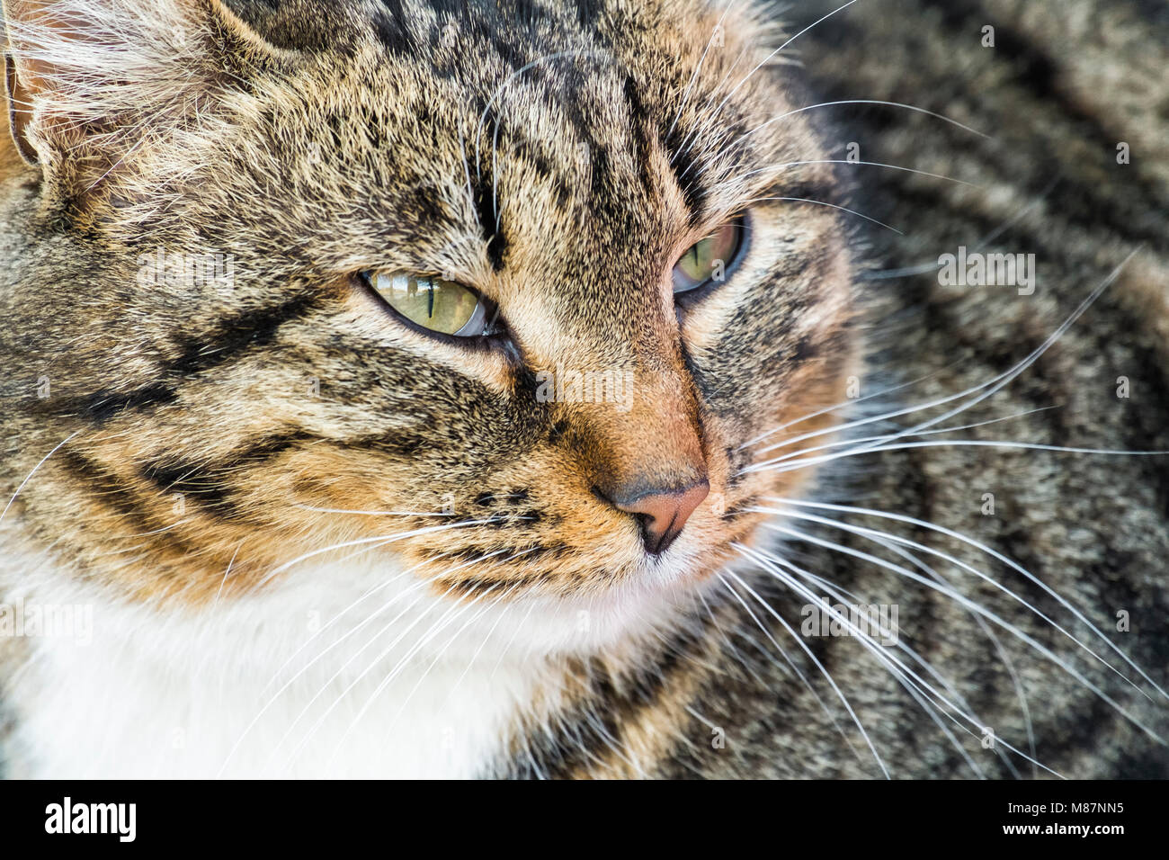 Common tabby cat looks thoughtfully aside Stock Photo - Alamy
