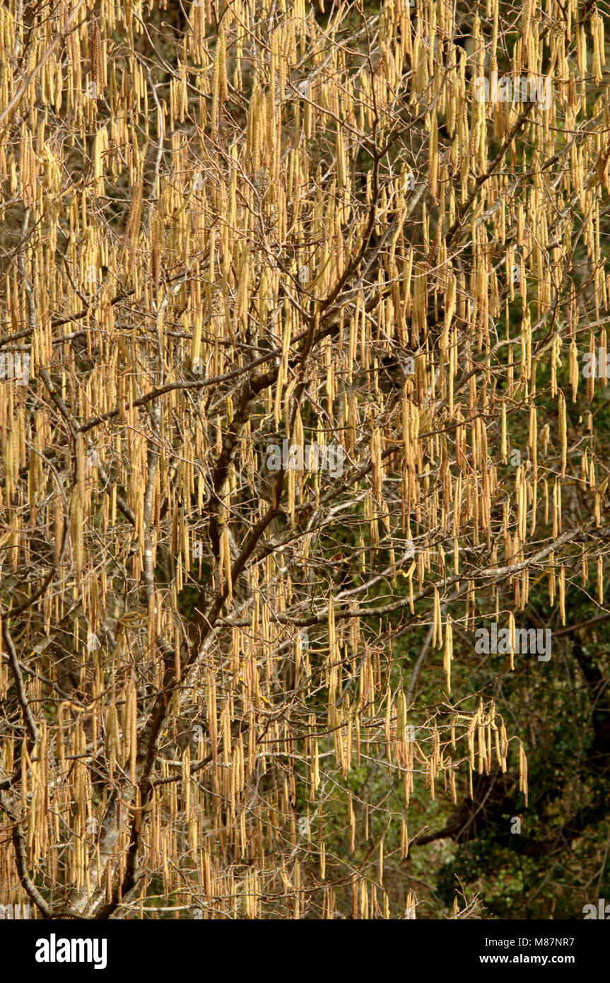 A hazelnut tree dripping with wagging catkins, one of the first signs ...