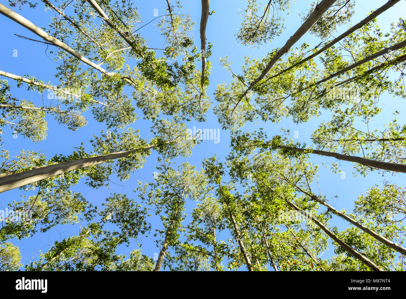 looking up in a forest Stock Photo - Alamy