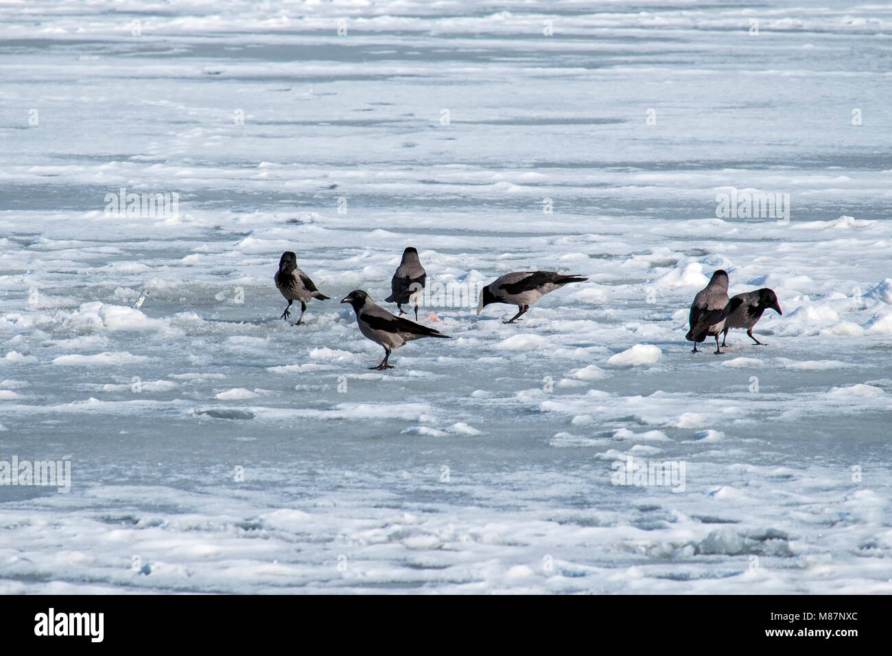 Hooded crow collect the remains of food left by fishermen on the ice of ...
