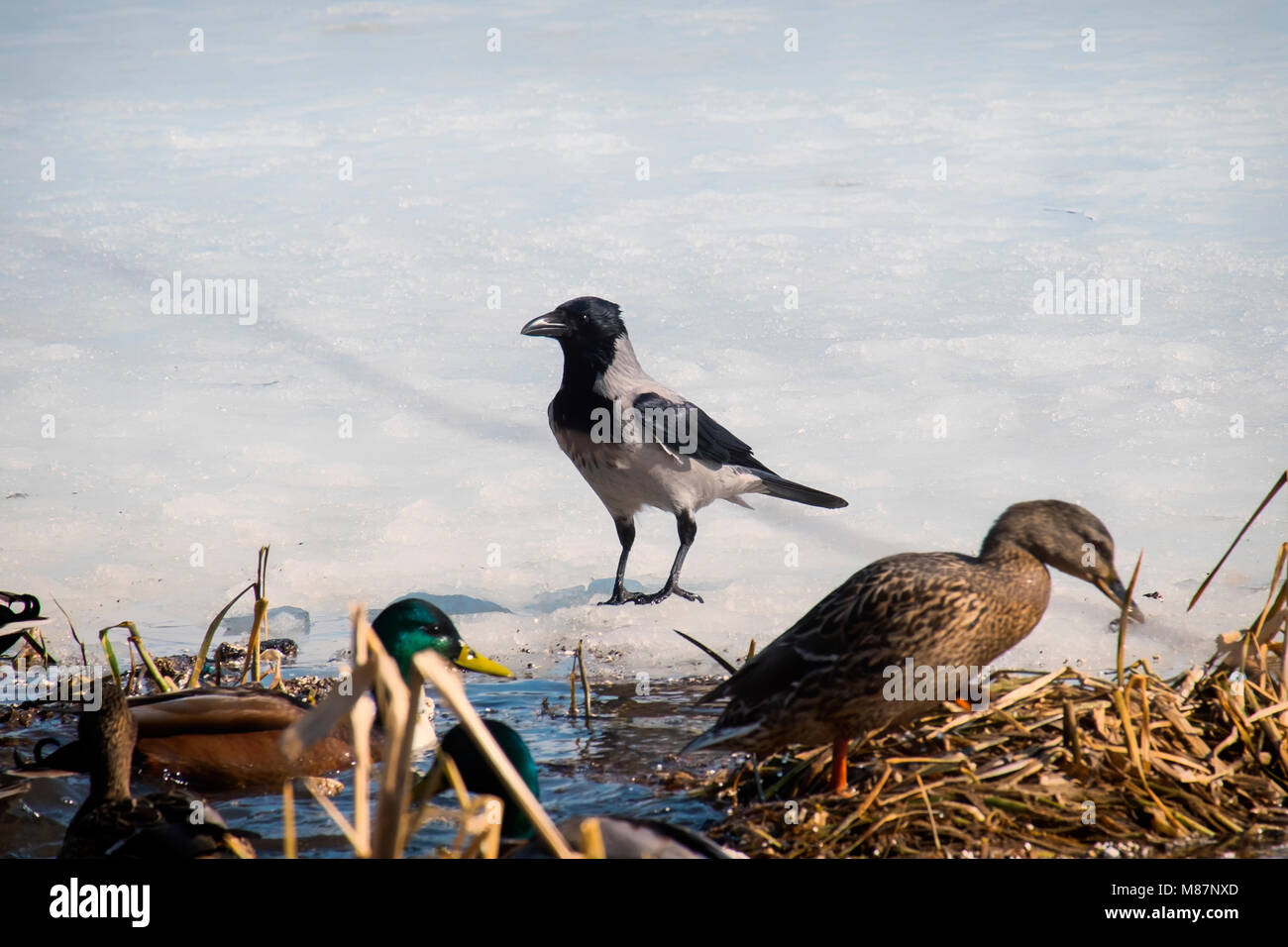 Watching over the frozen water hi-res stock photography and images - Alamy