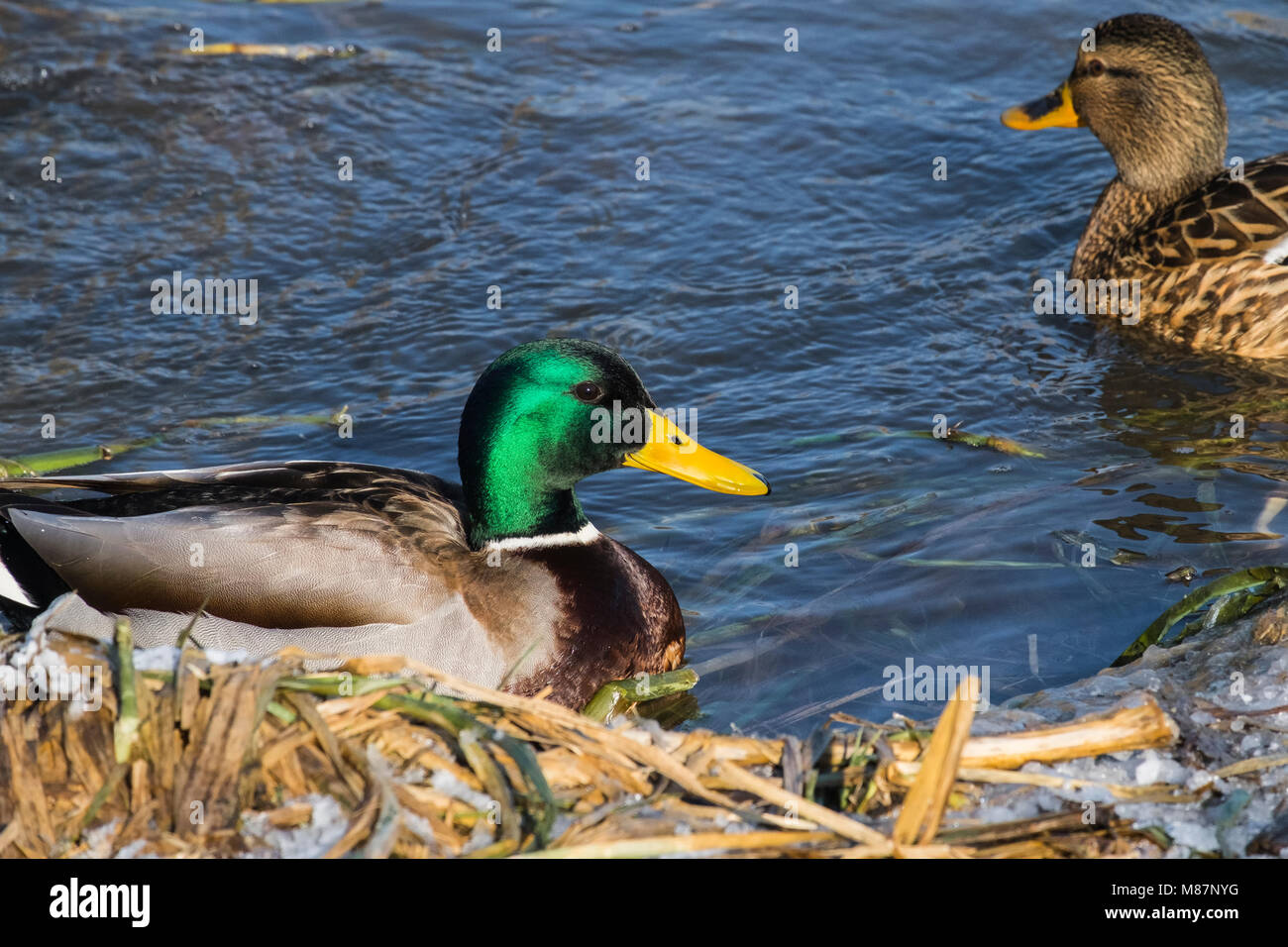 Mallard Drake floats in cold water (Anas platyrhynchos Stock Photo - Alamy