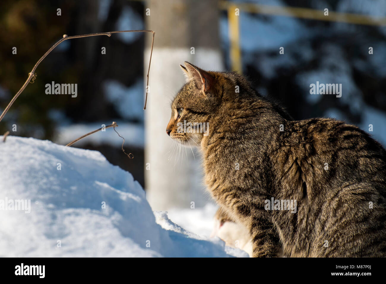 Striped cat looking into the distance Stock Photo - Alamy