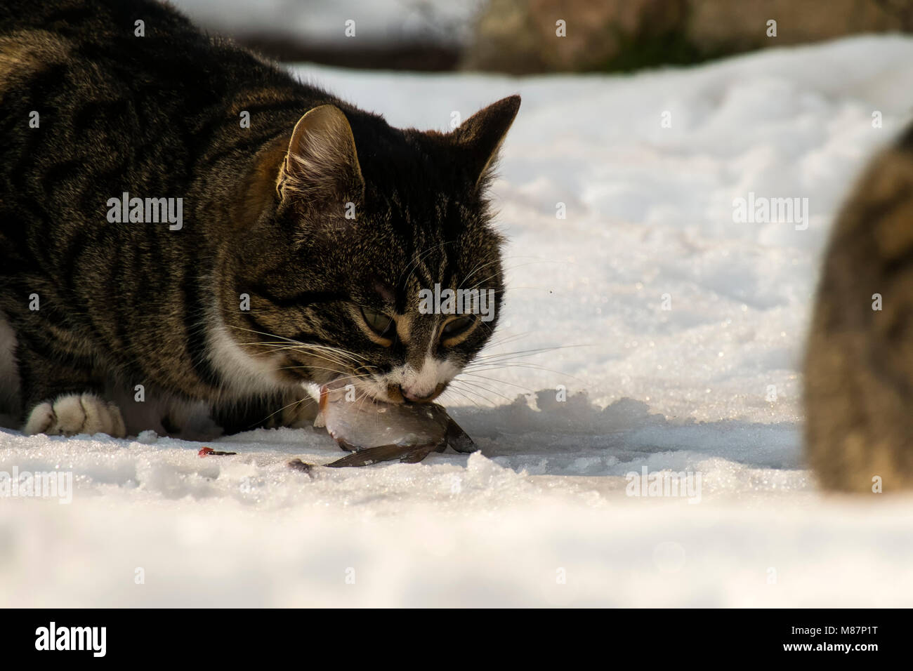 Striped cat fish hi-res stock photography and images - Alamy