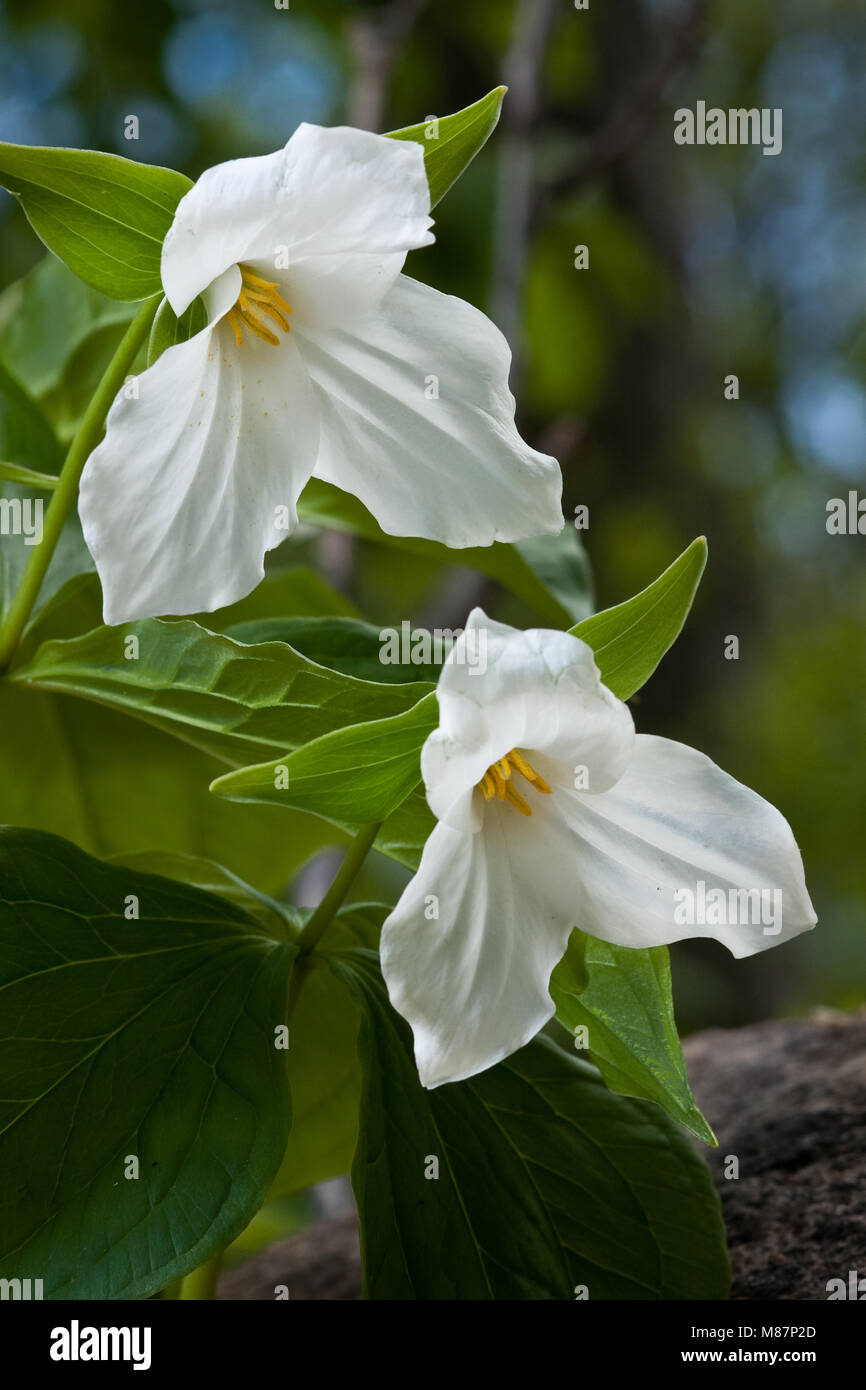 On a forest floor, two lush Trillium Grandiflora wildflowers glow ...