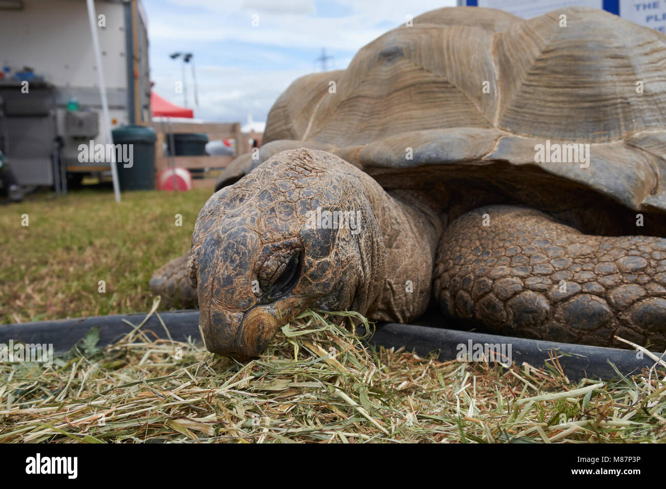 A Giant Tortoise eating at the Heckington Show, Lincolnshire, UK Stock ...