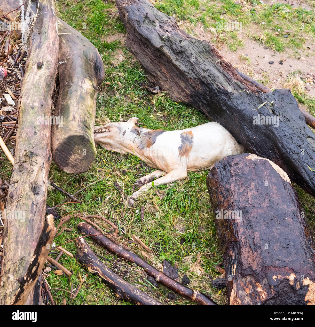 How Do You Revive A Drowning Dog