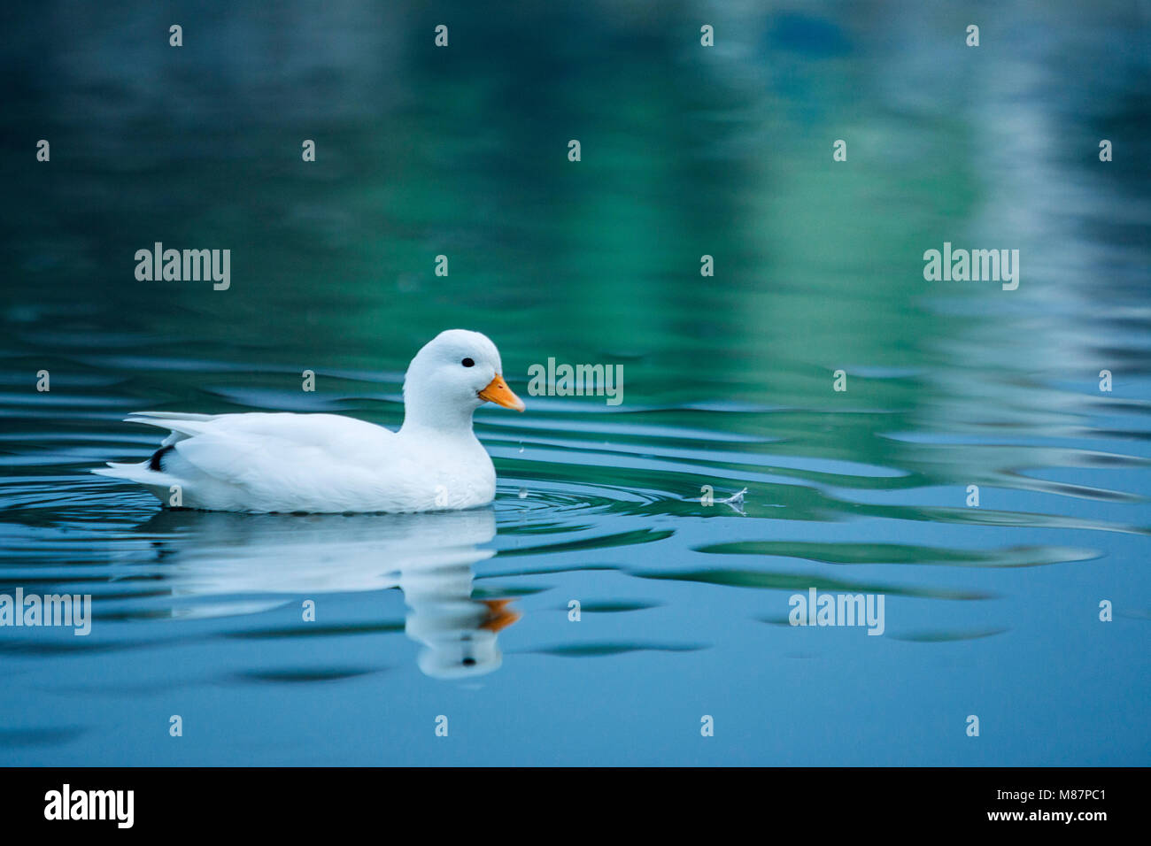 White Duck swimming Stock Photo - Alamy