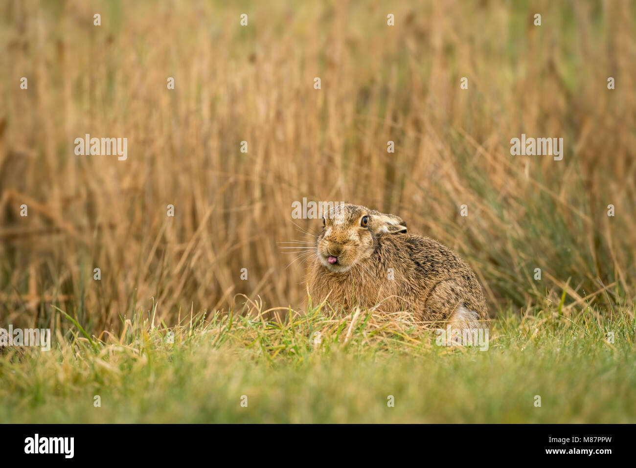 March hare hi-res stock photography and images - Alamy