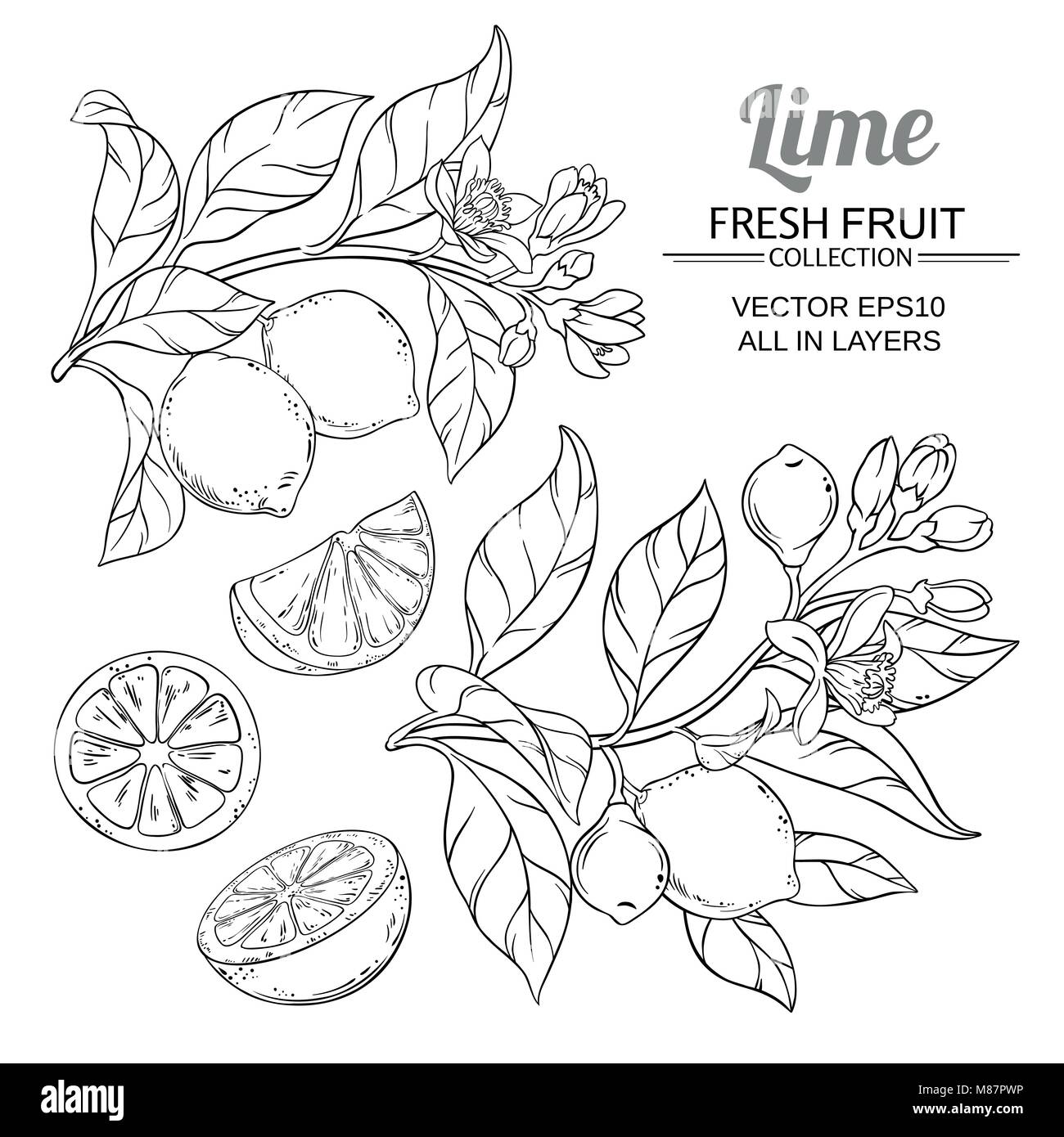 lime branches vector set on white background Stock Vector Image & Art - Alamy