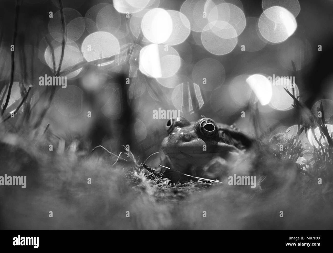 Frog on water Black and White Stock Photos & Images - Alamy