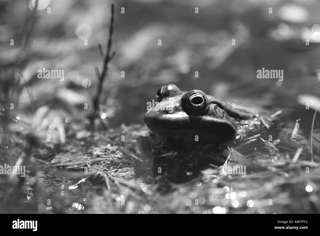 Frog on water Black and White Stock Photos & Images - Alamy