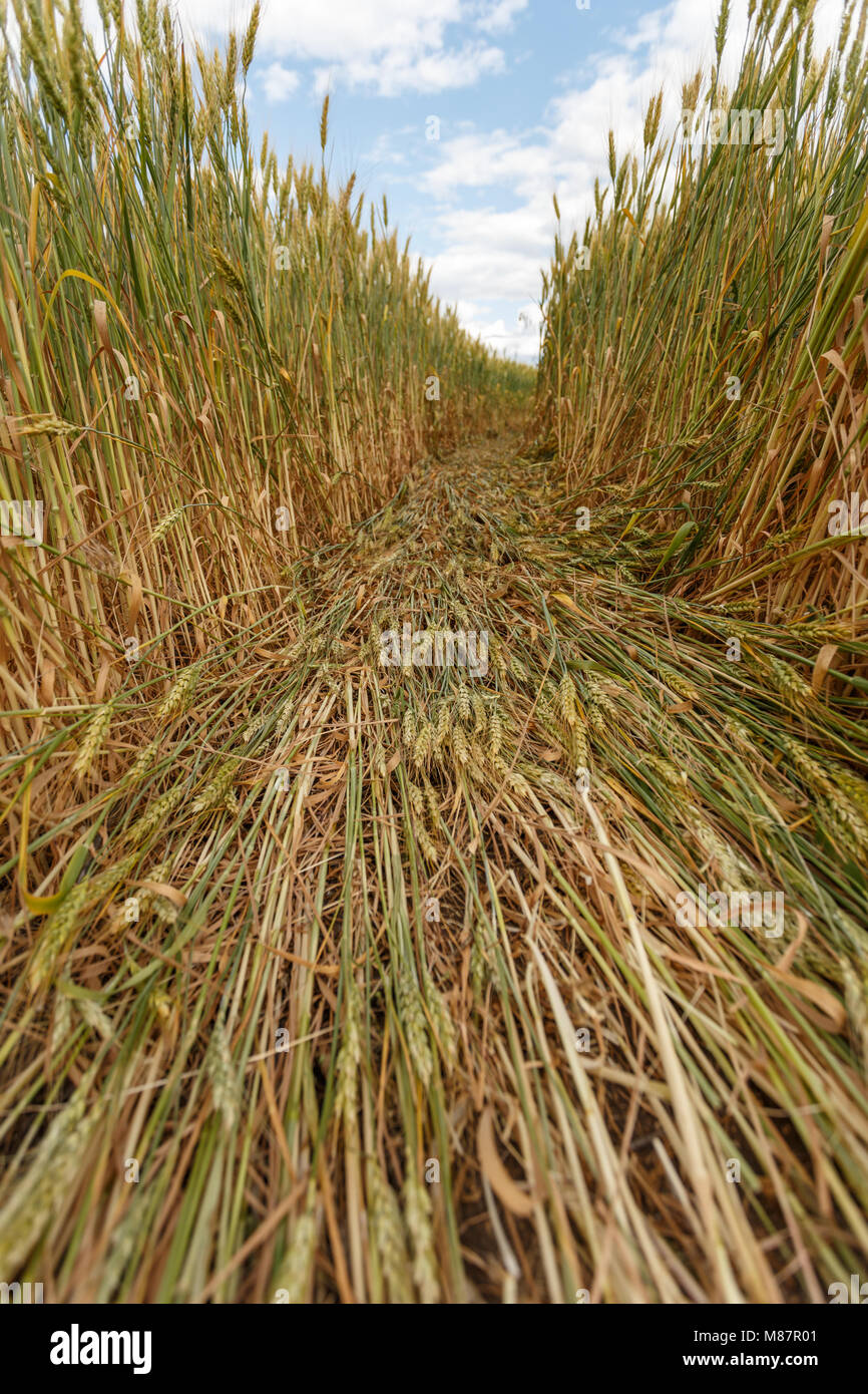 Row through the golden wheat flied, close Stock Photo - Alamy