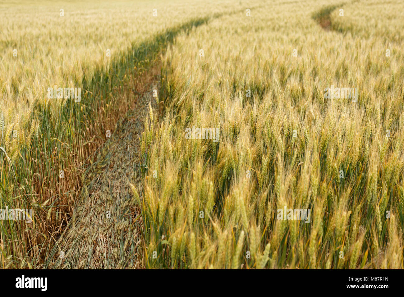 Row through the golden wheat flied, close Stock Photo - Alamy
